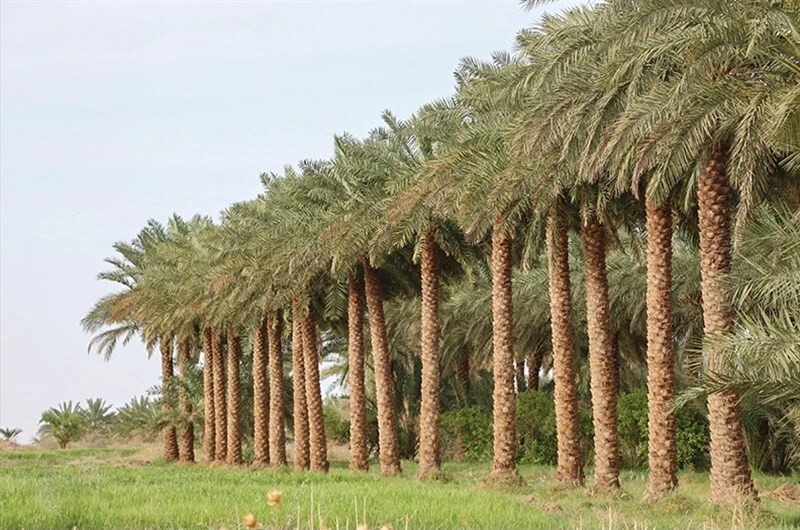 فوائد جذور النخيل..7 صحية ومثلها جمالية تعرف عليها بابونج